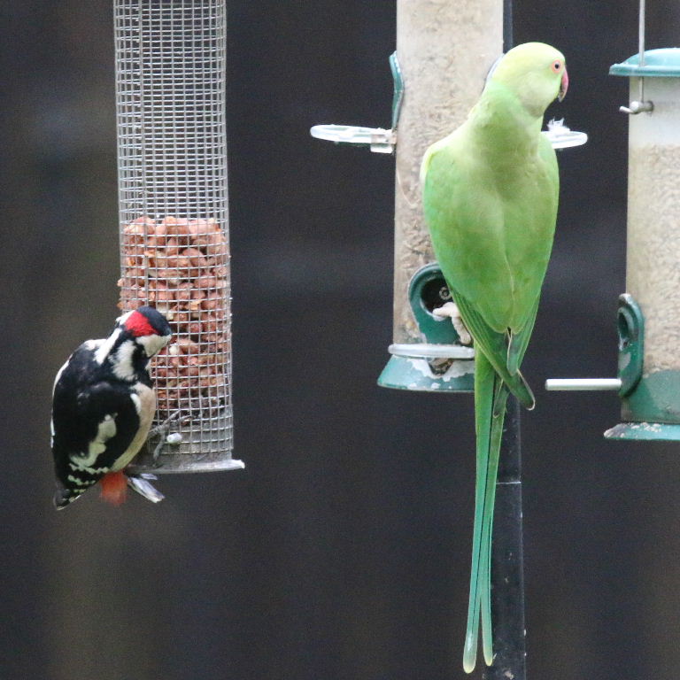 Great Spotted Woodpecker and other Birds