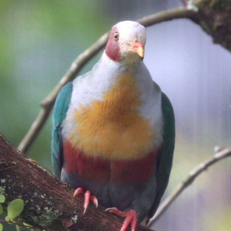 Yellow-breasted Fruit Dove