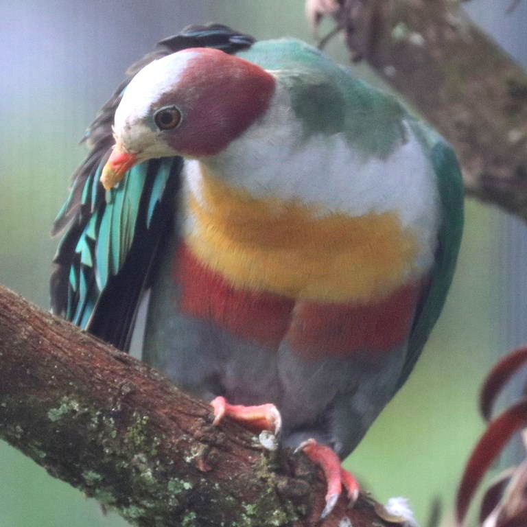 Yellow-breasted Fruit Dove