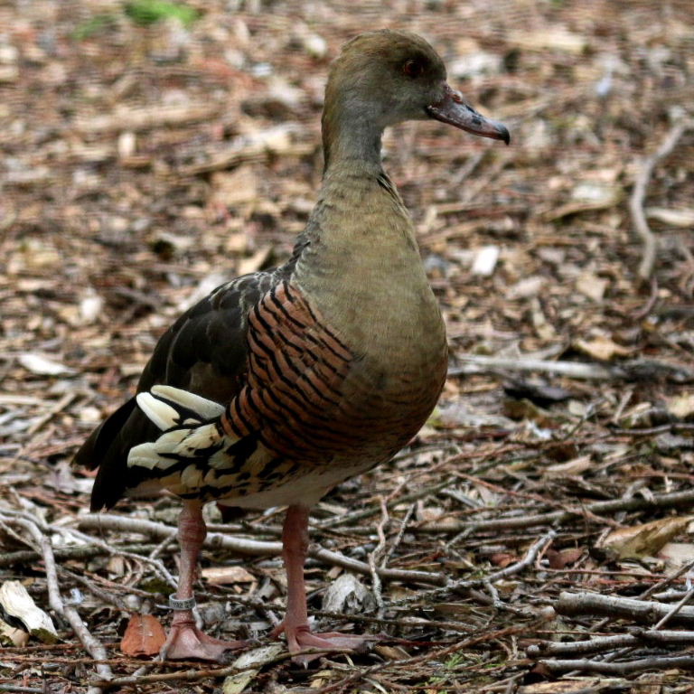 Eyton Tree Duck