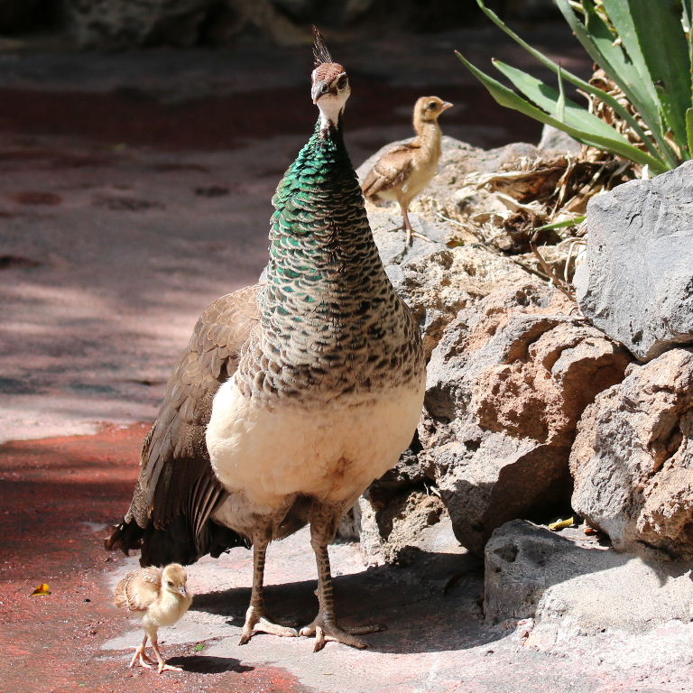 Indian/Blue Peahen