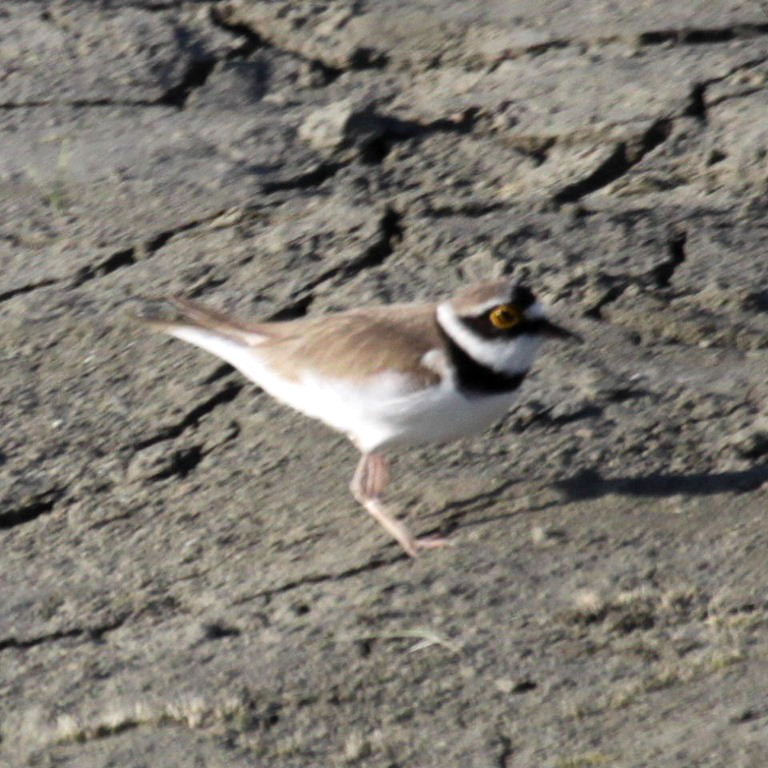 Little Ringed Plover