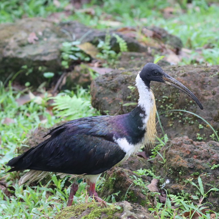 Straw-necked Ibis