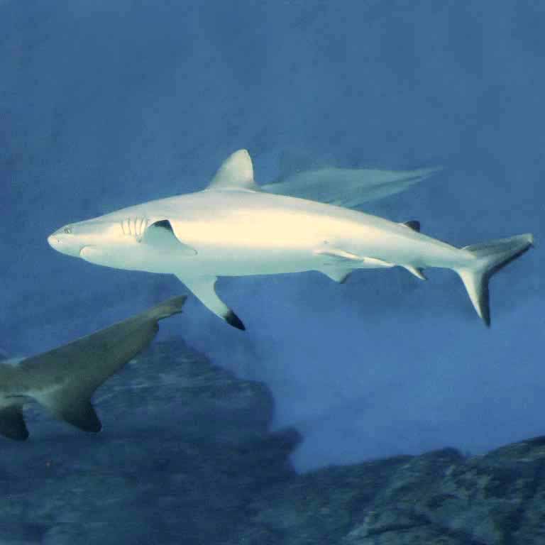 Grey Reef Shark