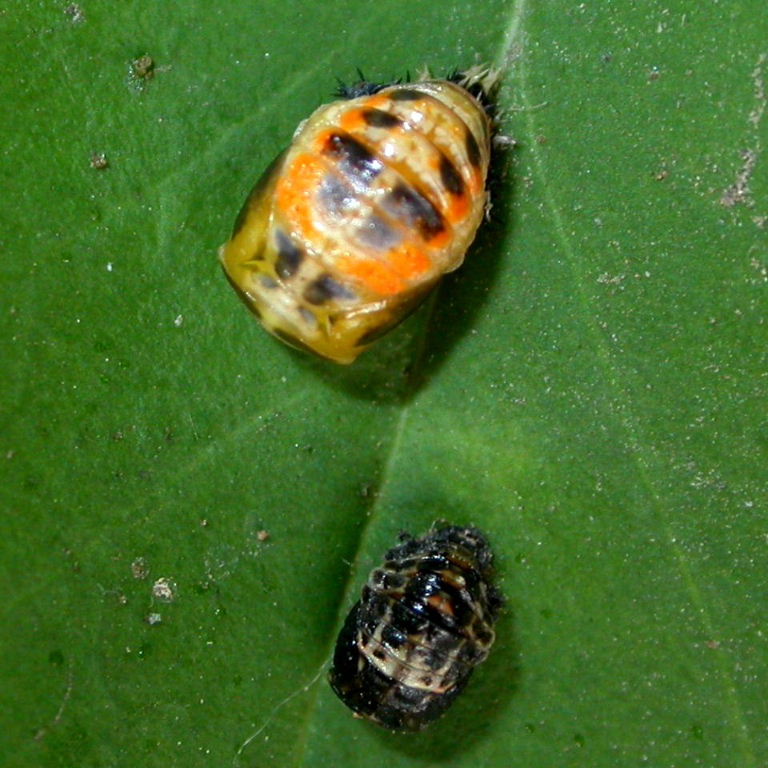 Two-spot Ladybird