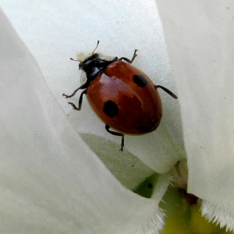 Two-spot Ladybird