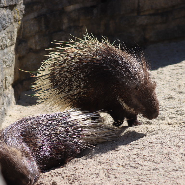 Asian Crested Porcupine