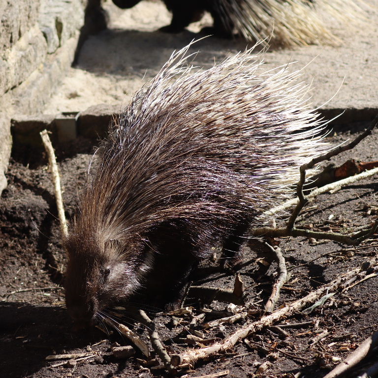 Asian Crested Porcupine