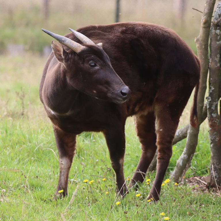 Anoa
