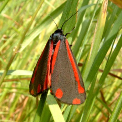 Cinnabar