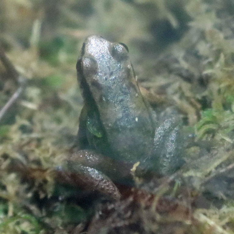 Trinidad Stream Frog