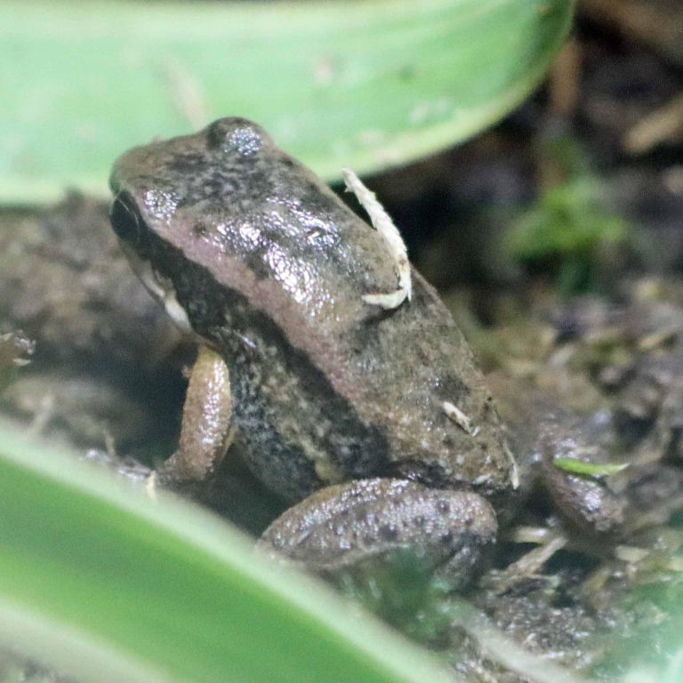 Trinidad Stream Frog