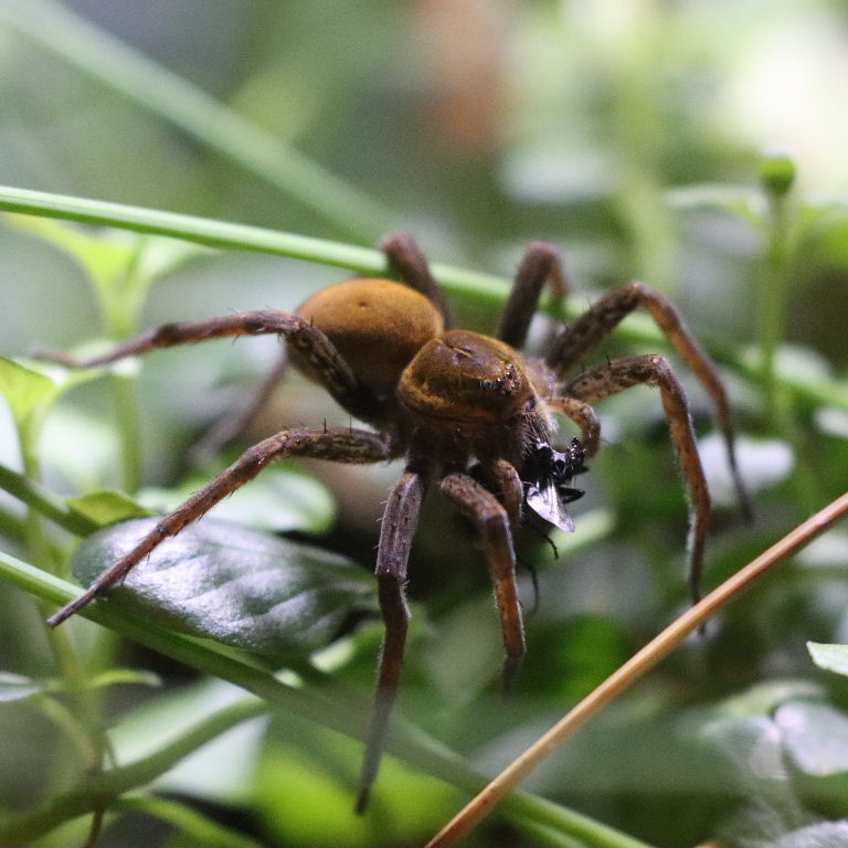 Fen Raft Spider