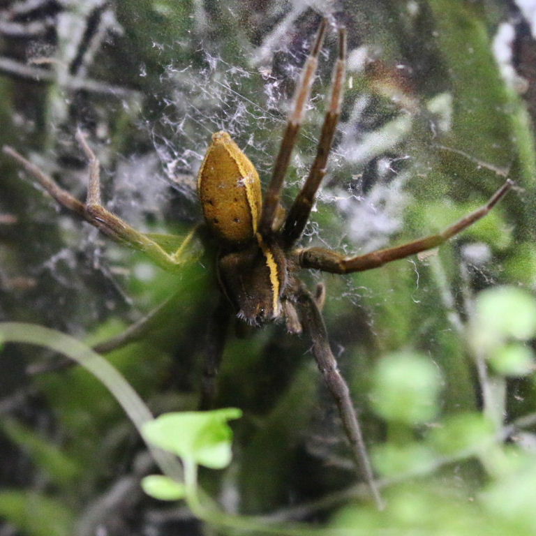 Fen Raft Spider