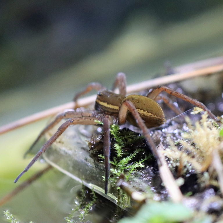Fen Raft Spider