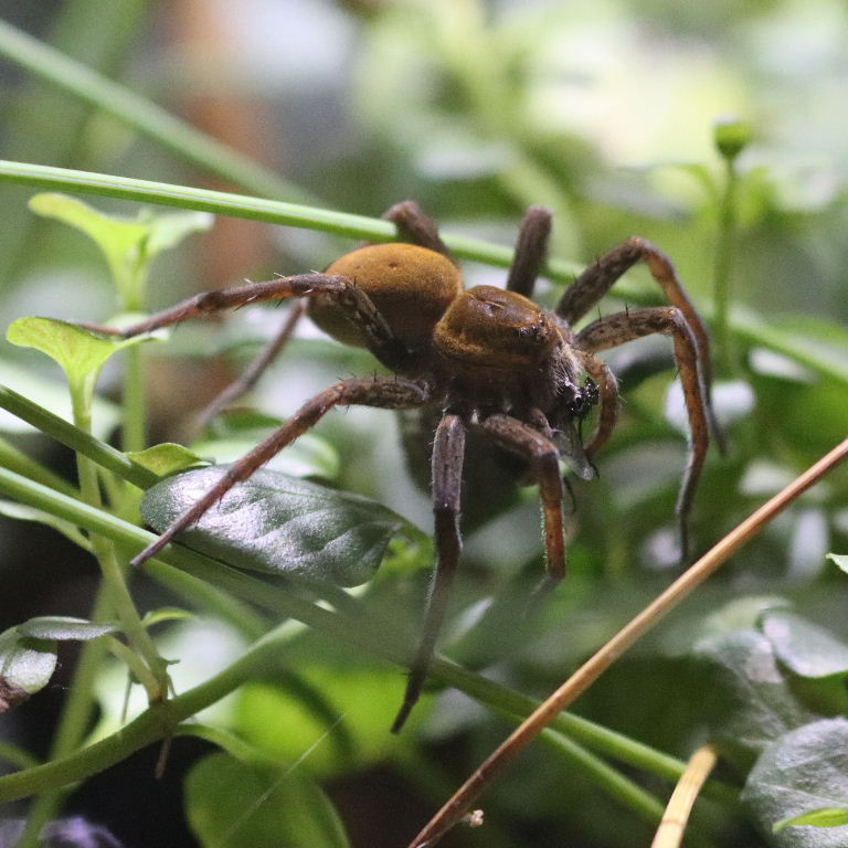 Fen Raft Spider